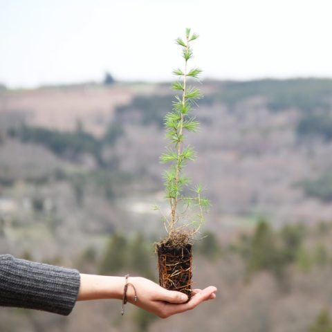 Partenariat EcoTree: Engagement pour le Reboisement en France